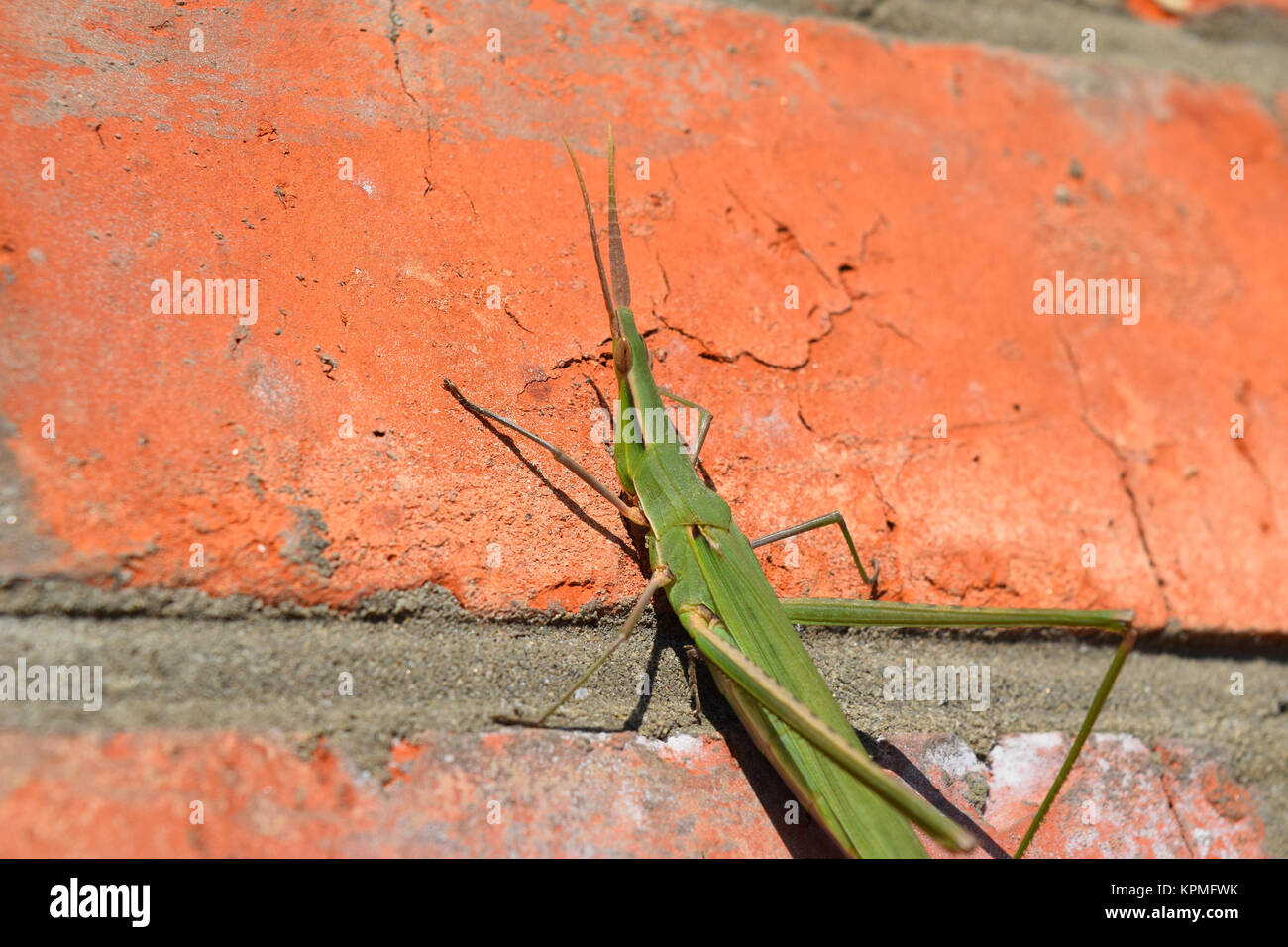 Green locusts, orthoptera insect Stock Photo - Alamy