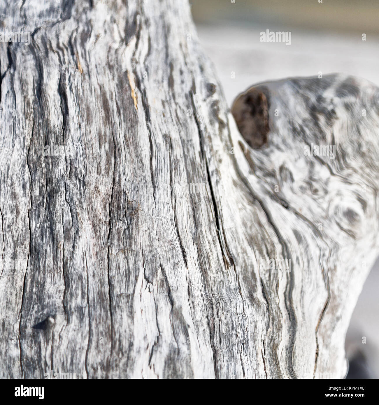 abstract texture of a surface tree like background grain Stock Photo ...
