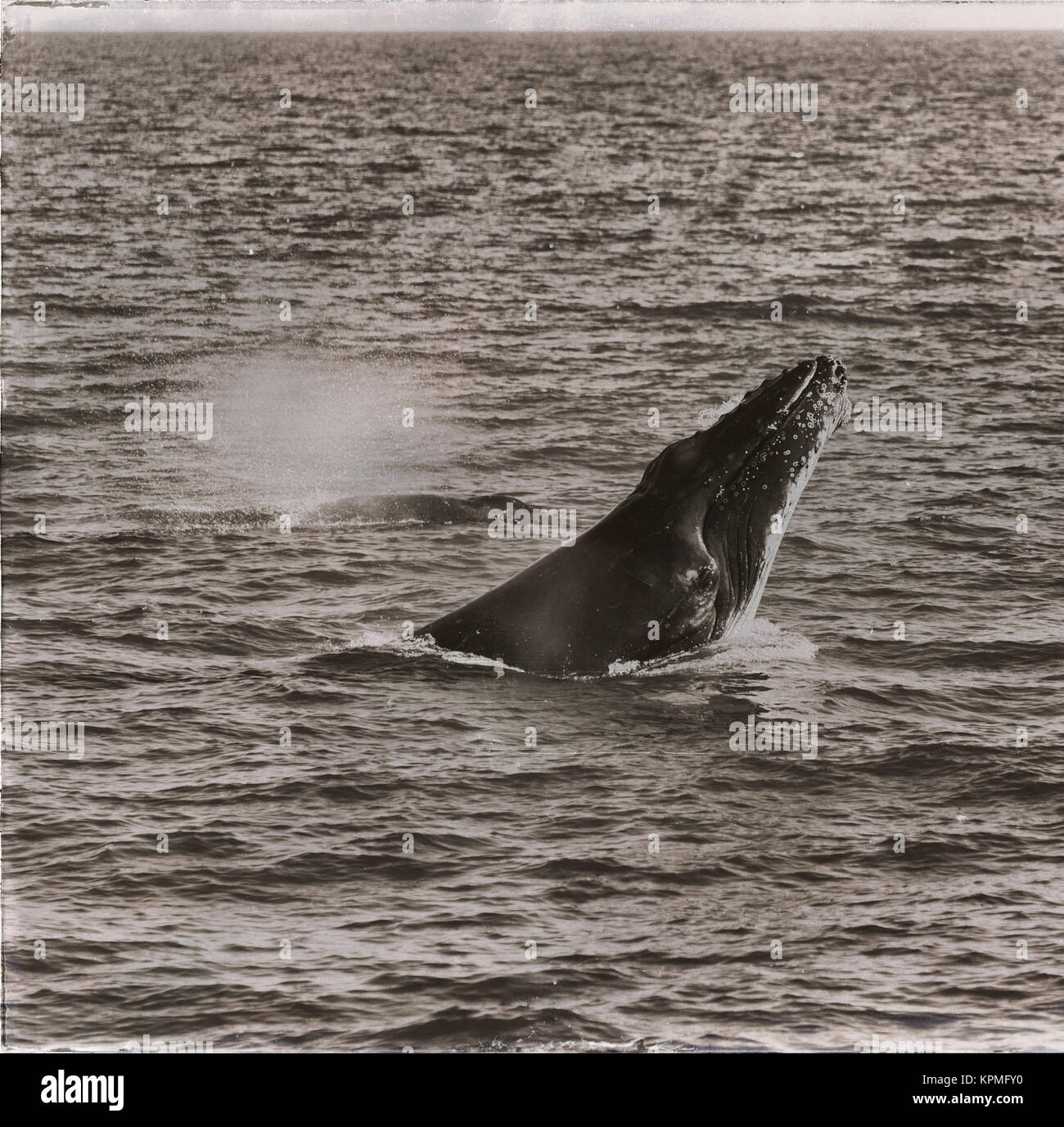 in australia a free whale in the ocean like concept of freedom Stock ...