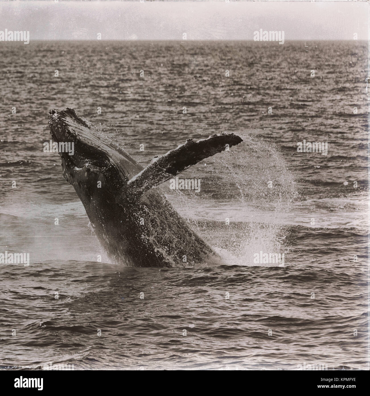 in australia a free whale in the ocean like concept of freedom Stock ...