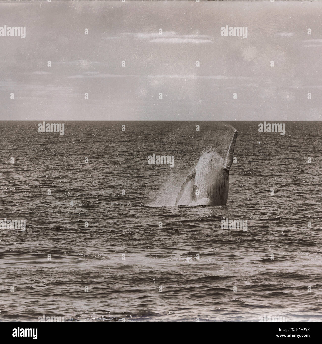 in australia a free whale in the ocean like concept of freedom Stock ...