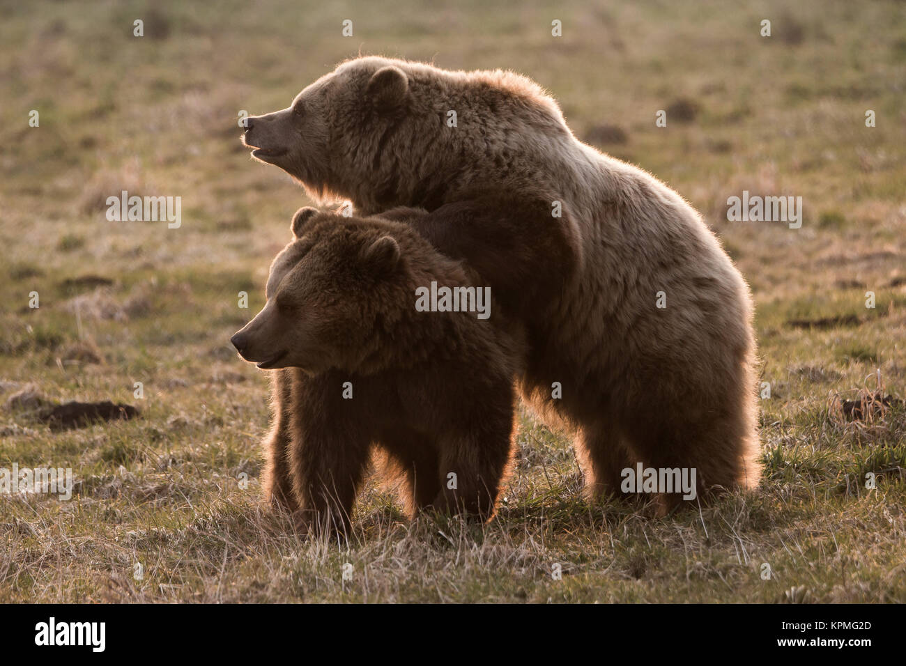 Two brown bears keep an eye out Stock Photo - Alamy