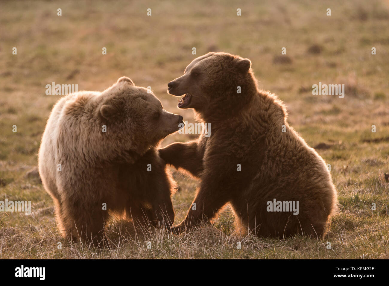 two brown bears playing Stock Photo - Alamy