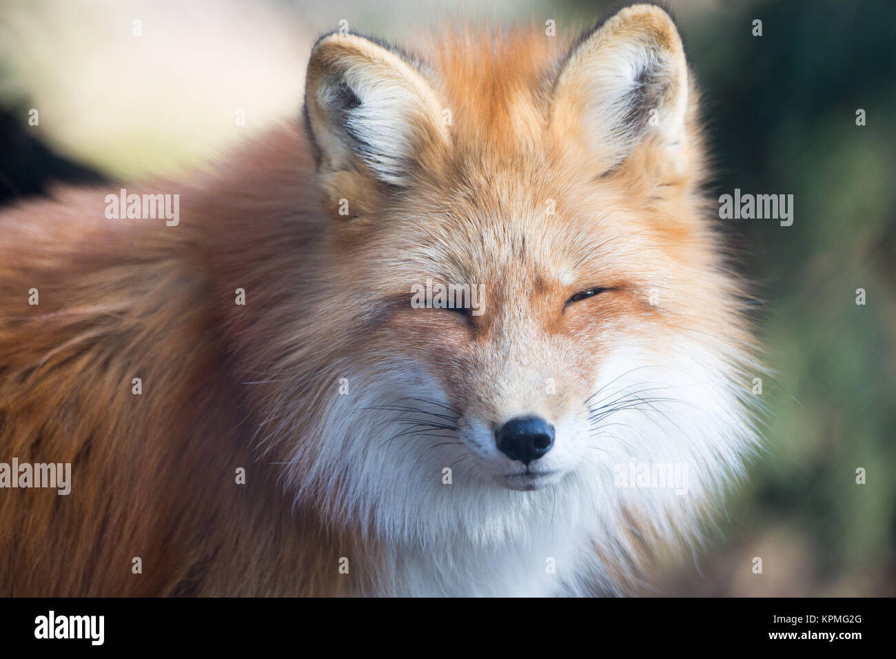 Red fox cute animal hi-res stock photography and images - Alamy