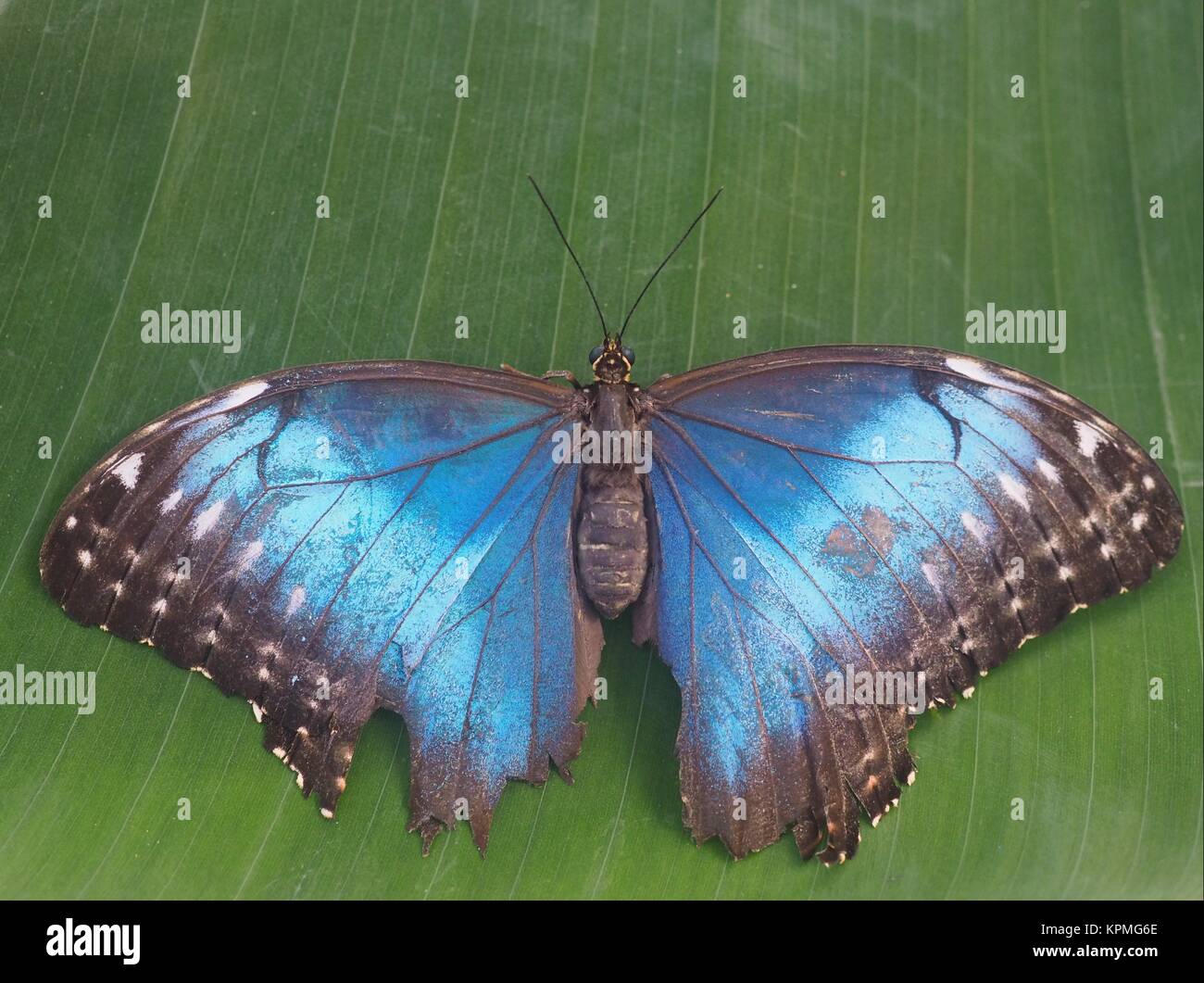 Blauer morphofalter hi-res stock photography and images - Alamy