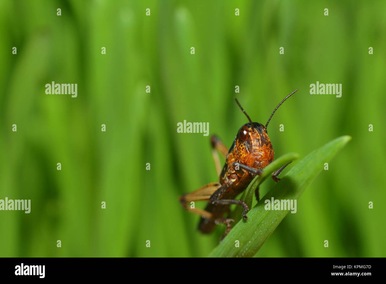 Plague locust hi-res stock photography and images - Alamy
