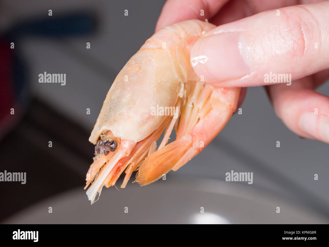 Female hand holding shrimp hi-res stock photography and images - Alamy