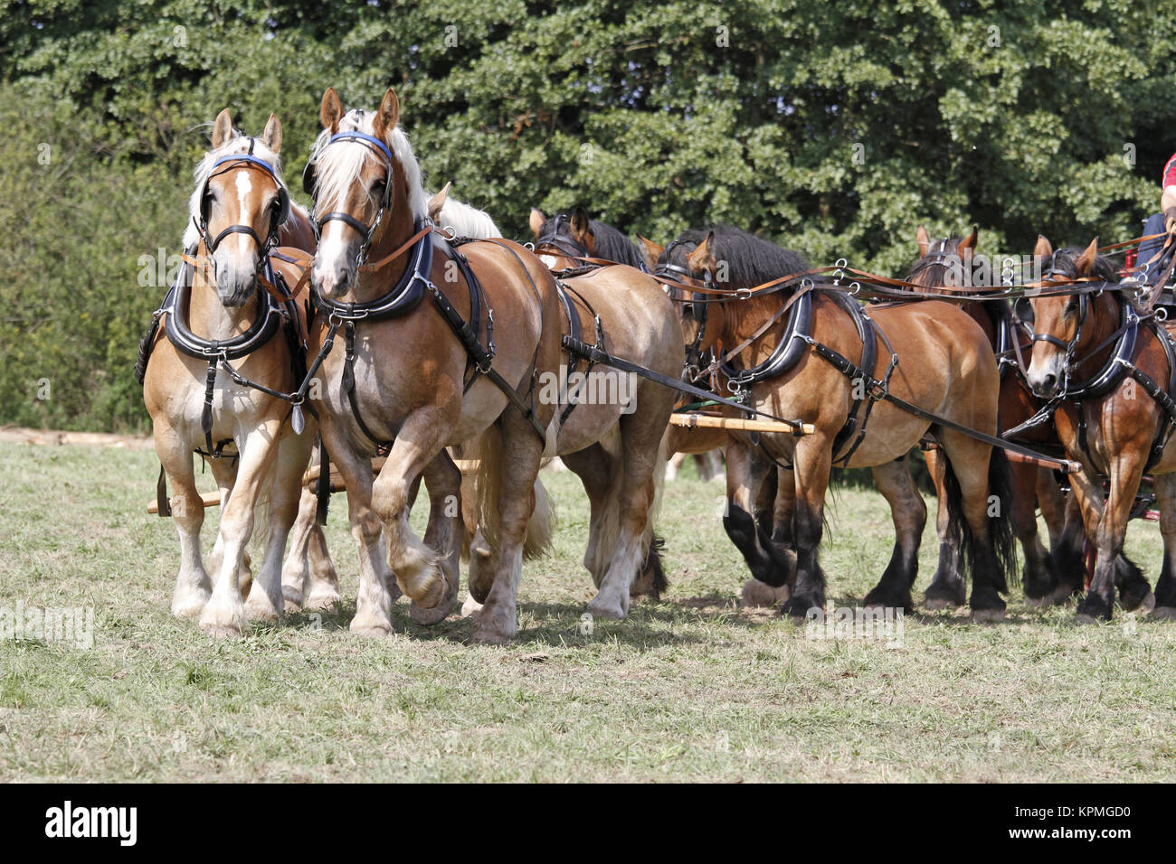 draft horse team Stock Photo - Alamy