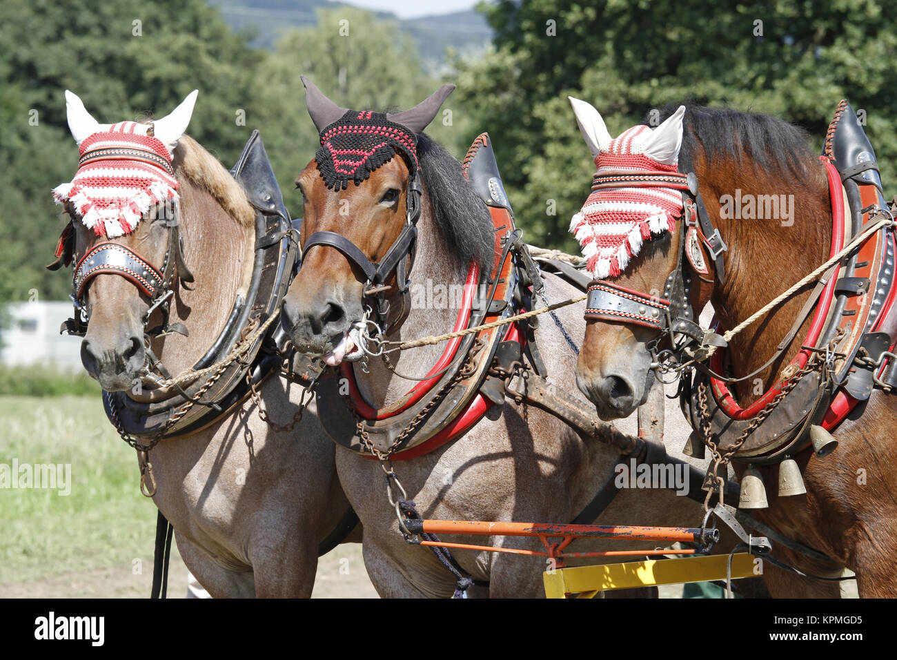 draft horse team Stock Photo - Alamy
