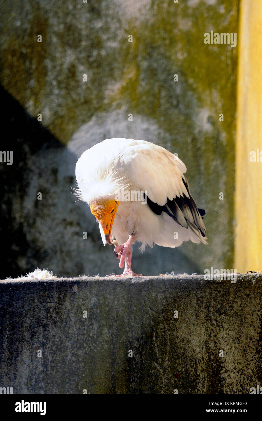 White vulture bird Stock Photo - Alamy