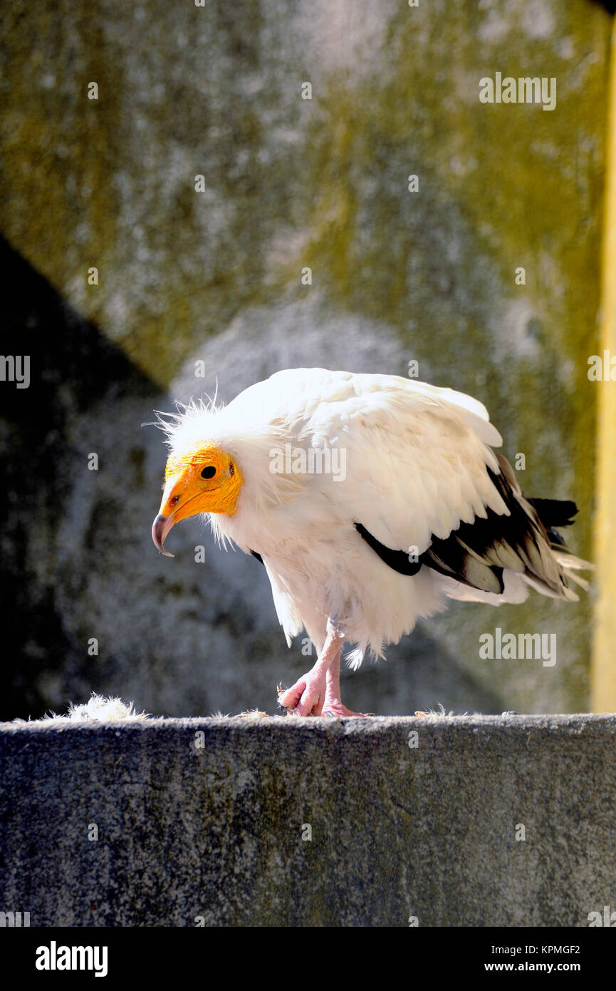 White vulture bird Stock Photo - Alamy
