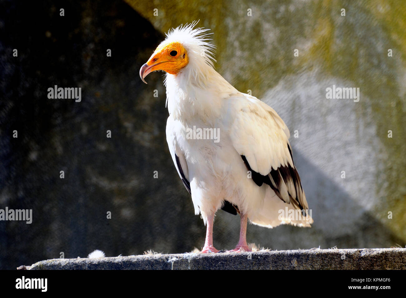 White vulture bird Stock Photo - Alamy