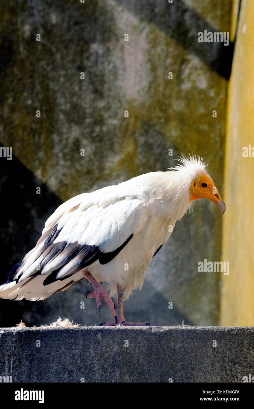 White vulture bird Stock Photo - Alamy