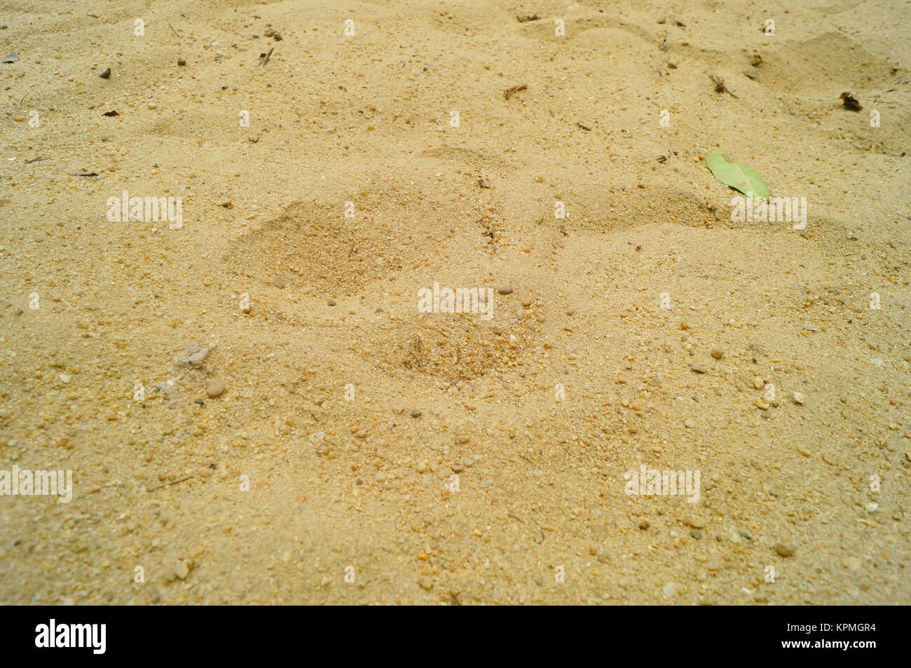 A close-up of the sand. A piece of sand Stock Photo - Alamy