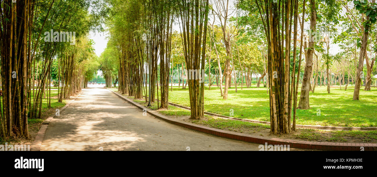 bamboo plants are growing beside the small pathway Stock Photo - Alamy