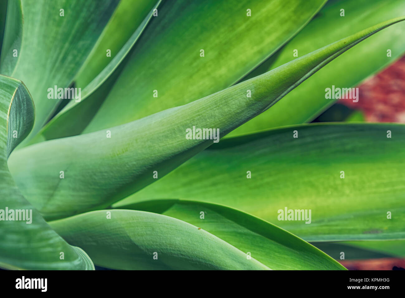 texture and close up of a leaf like abstract background Stock Photo - Alamy