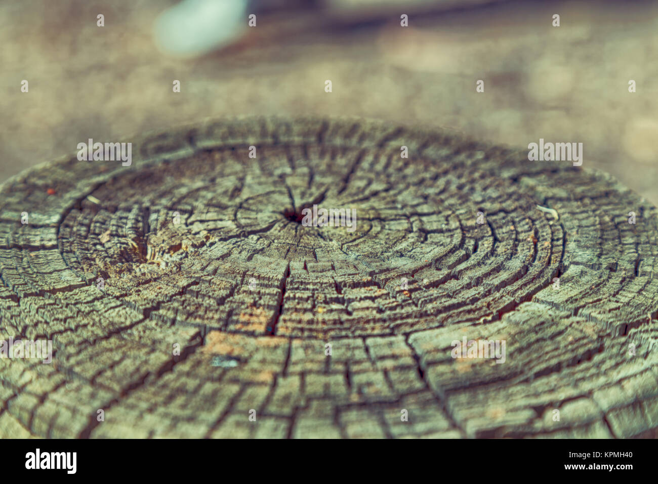 abstract texture of a surface tree like background grain Stock Photo ...