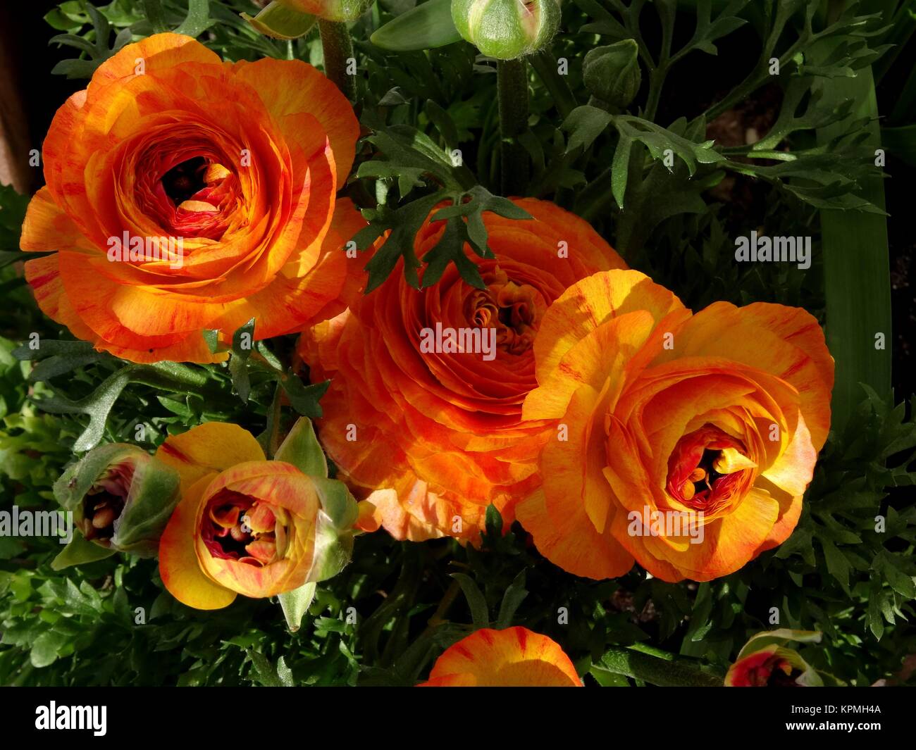 Ranunkel hi-res stock photography and images - Alamy