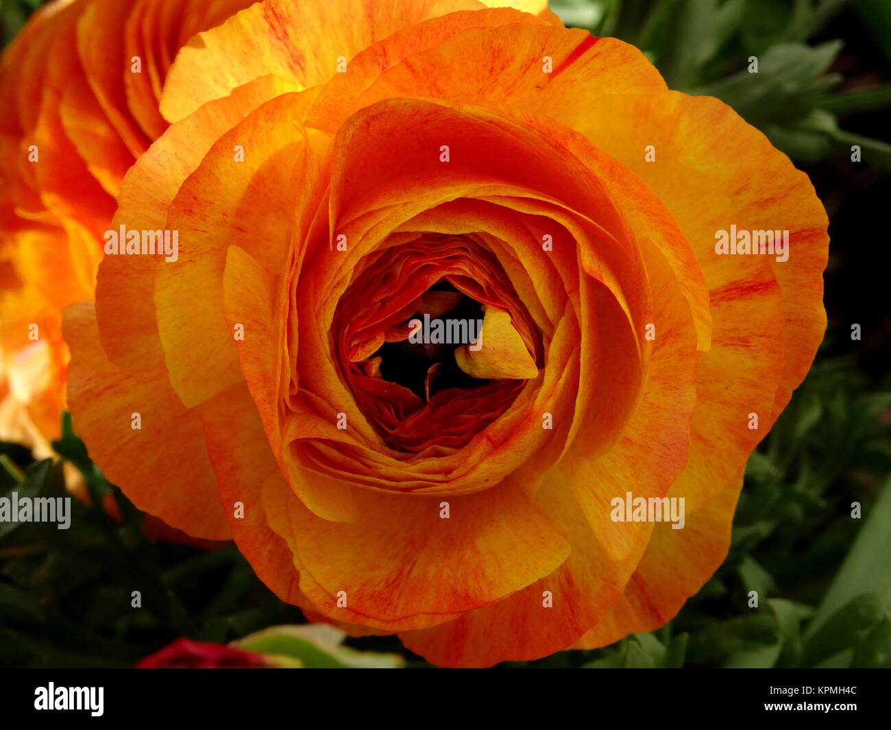 Ranunkel hi-res stock photography and images - Alamy