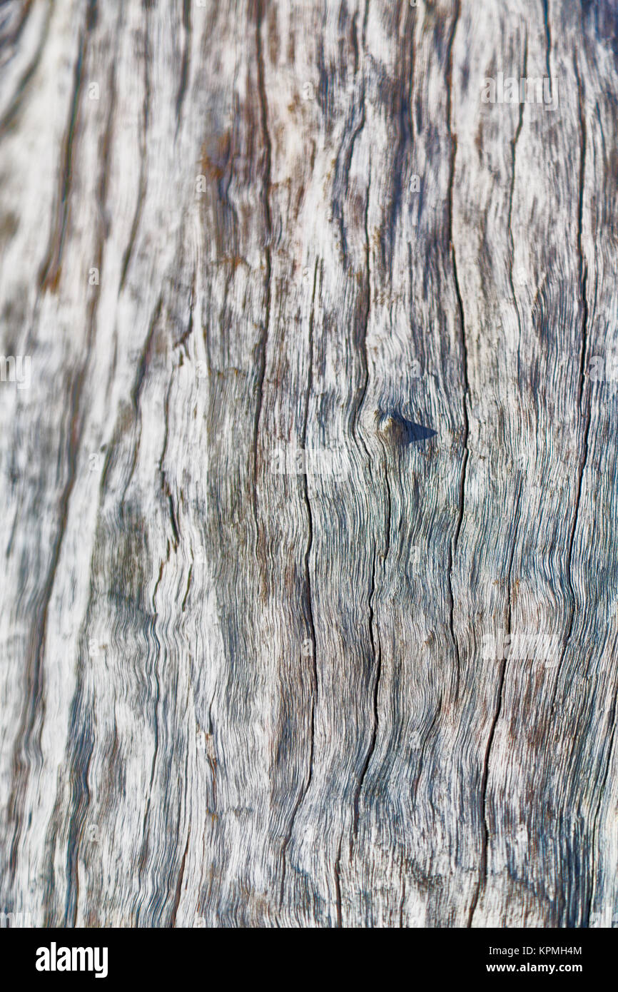 abstract texture of a surface tree like background grain Stock Photo ...