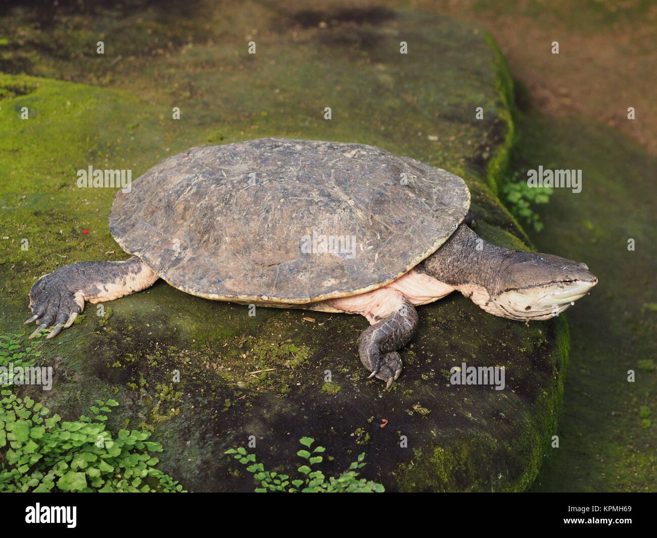 toad head turtle Stock Photo - Alamy