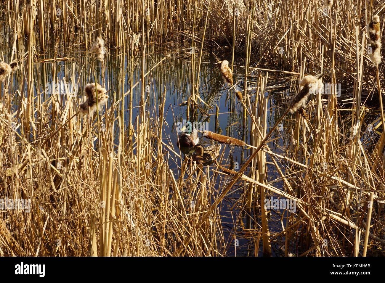 Bulrush and birds hi-res stock photography and images - Alamy