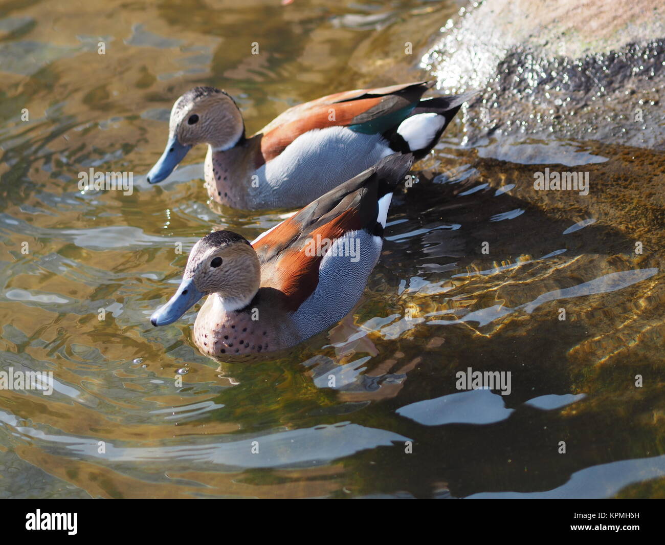 Ringed birds hi-res stock photography and images - Alamy