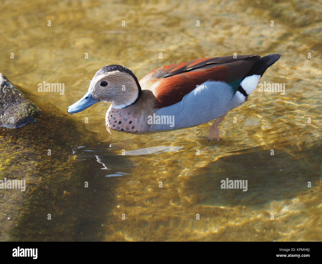 Ringed birds hi-res stock photography and images - Alamy