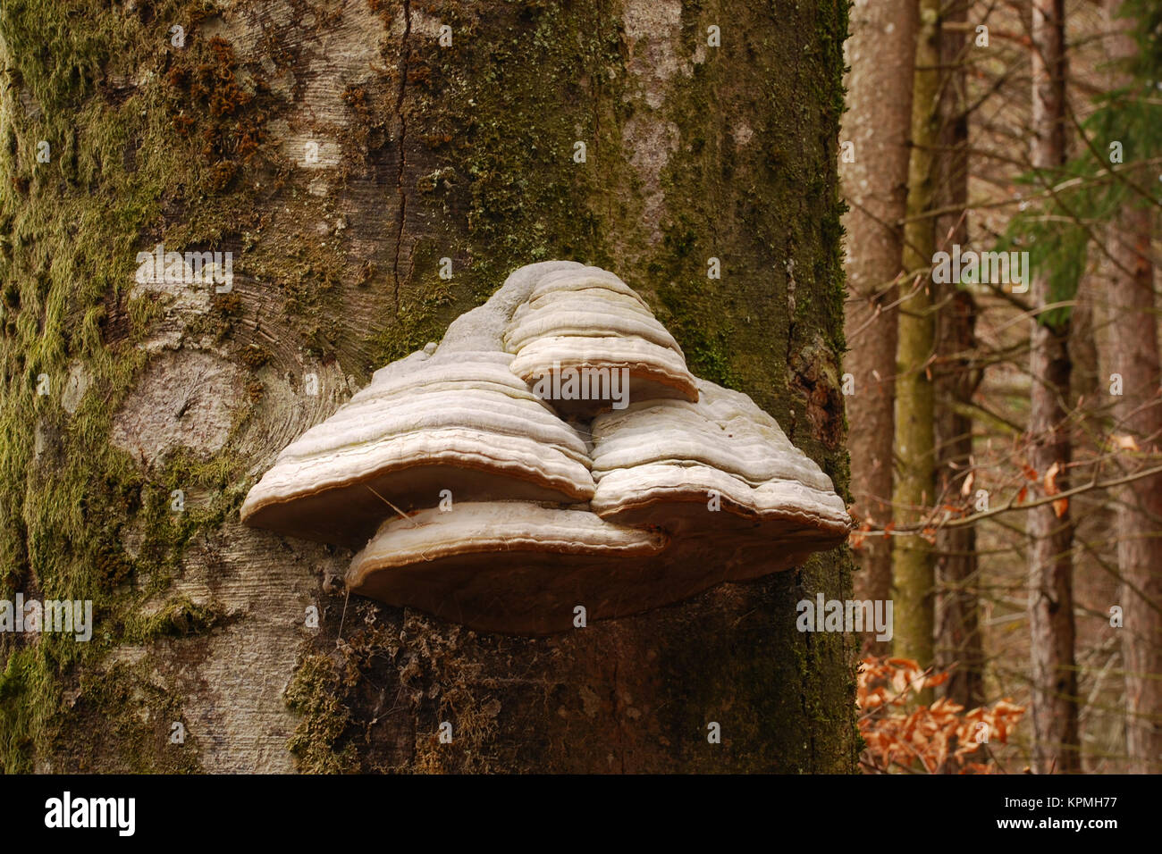 Mushroom netting hi-res stock photography and images - Alamy