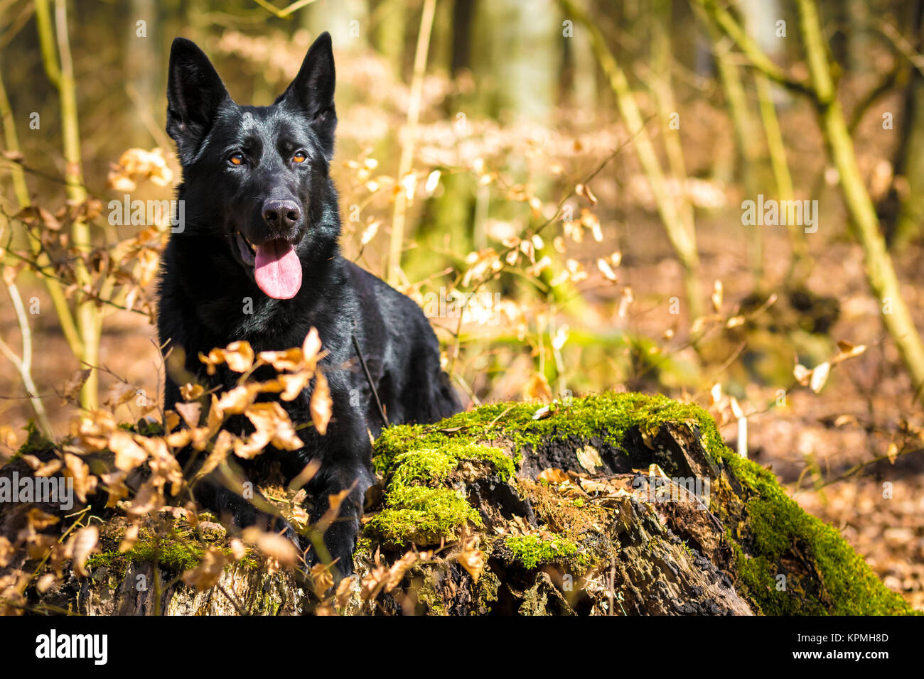 Shepherd lying in the forest Stock Photo - Alamy