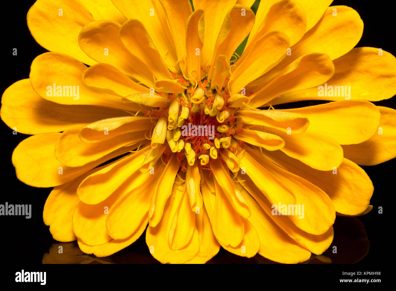 single flower of yellow zinnia isolated on black background - close up ...