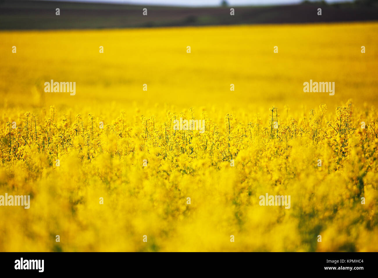Spring colza fields. Blooming yellow flowers Stock Photo - Alamy