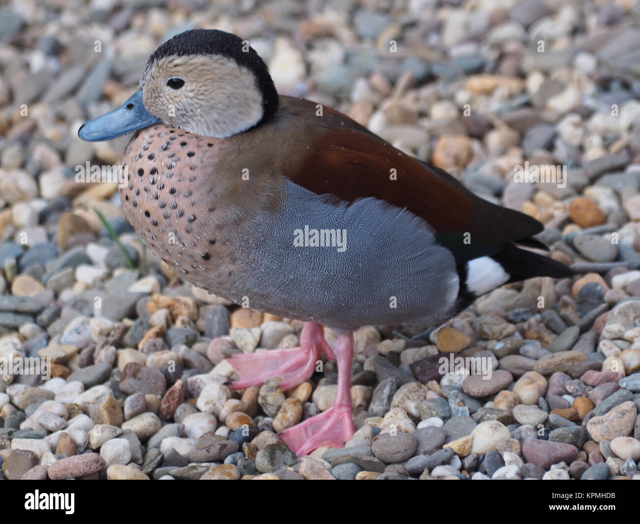 Drake bird hi-res stock photography and images - Alamy