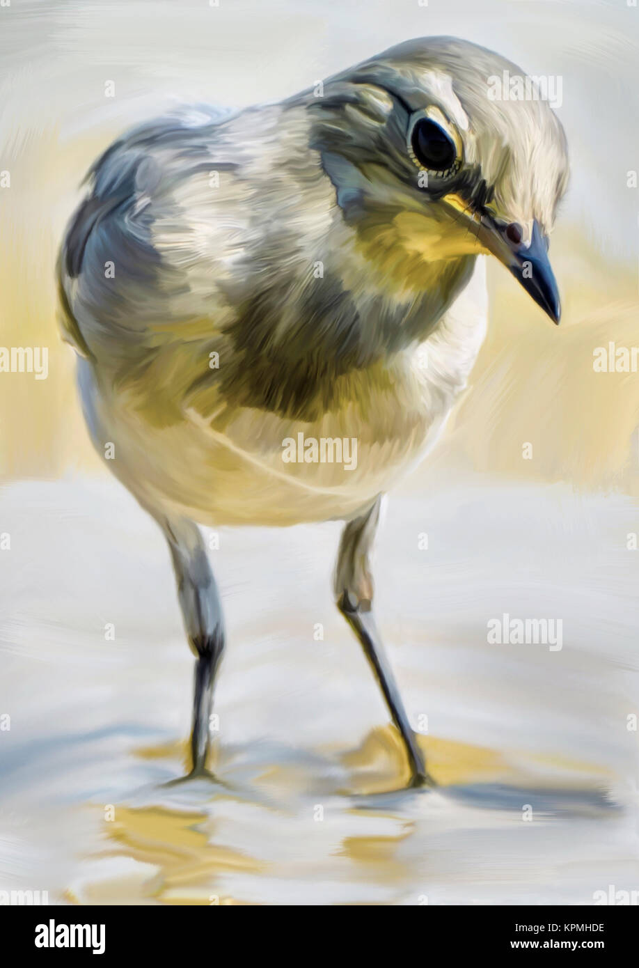 Sandmartin hi-res stock photography and images - Alamy