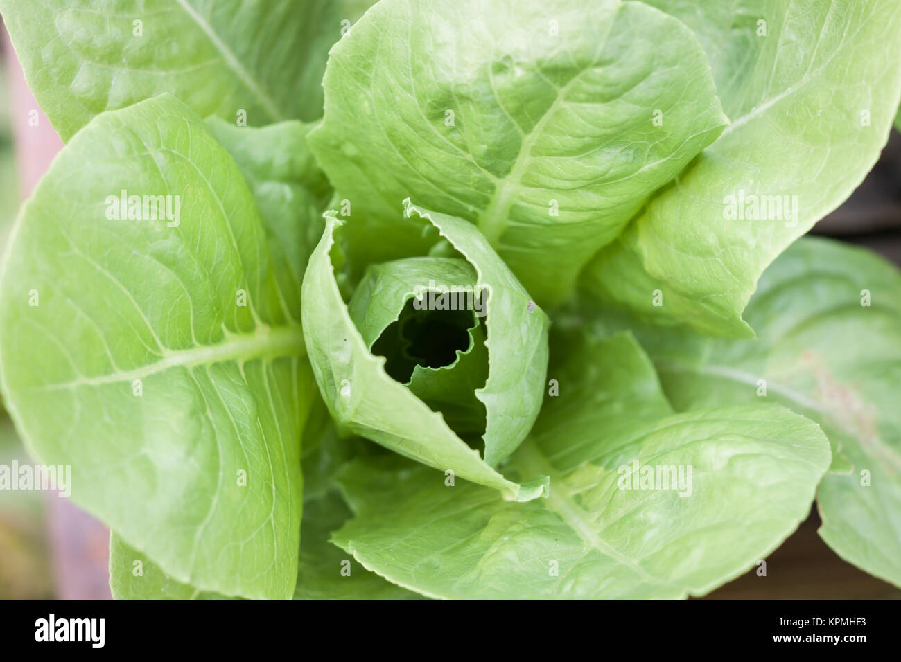 Close up Green Butter Head in organic farm Stock Photo - Alamy