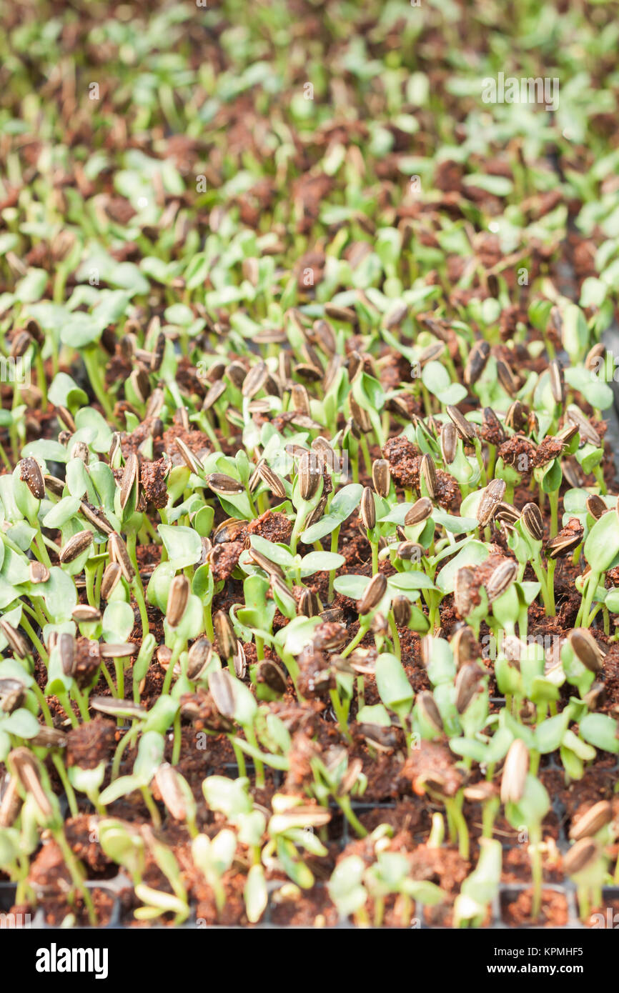 Sunflower seeds sprout in organic farm Stock Photo - Alamy