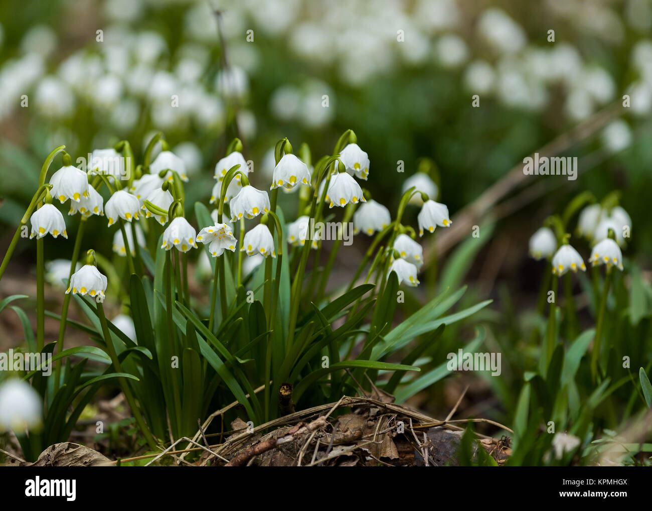 early spring snowflake flowers Stock Photo - Alamy