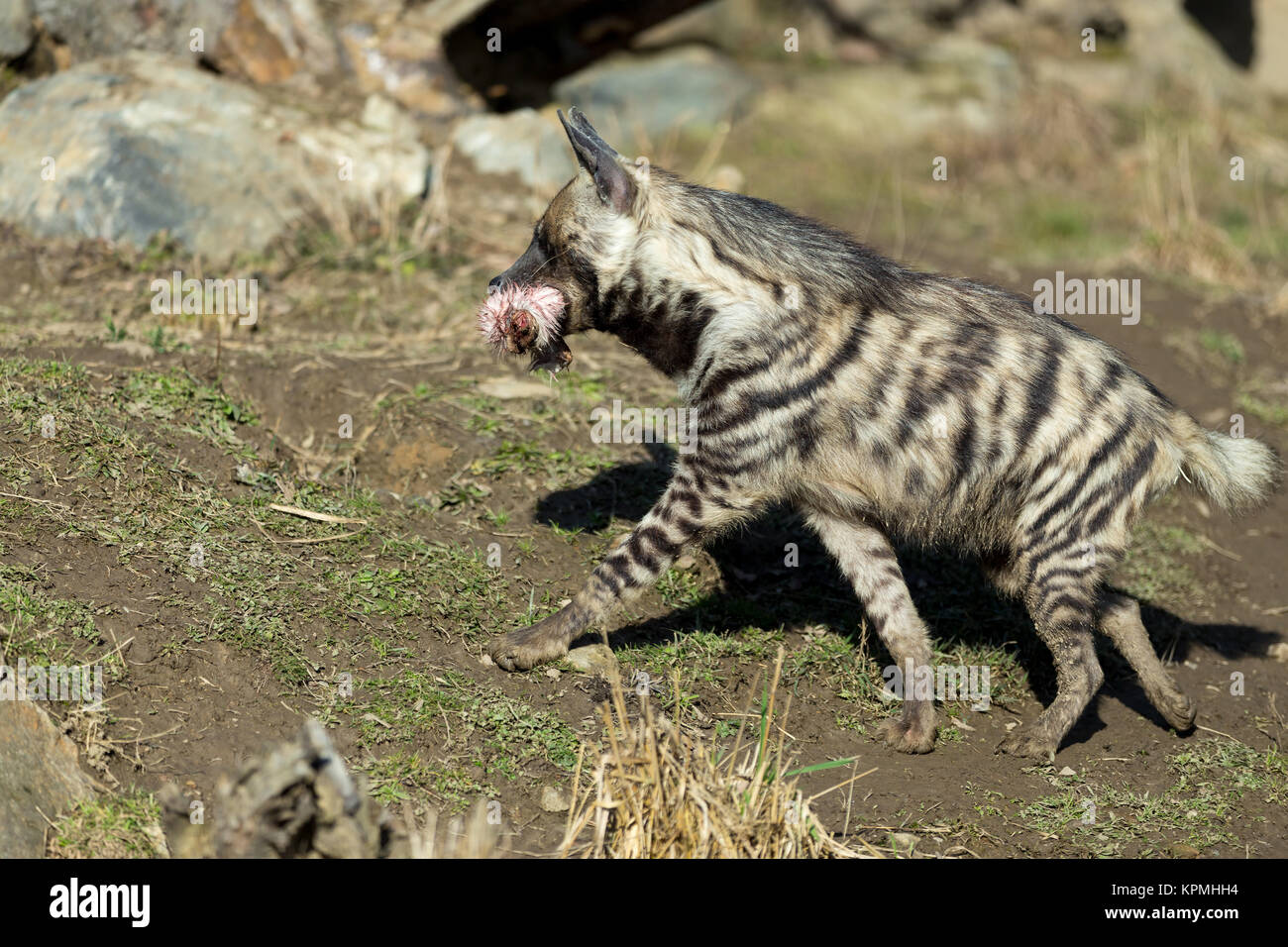 Striped hyena (Hyaena hyaena Stock Photo - Alamy