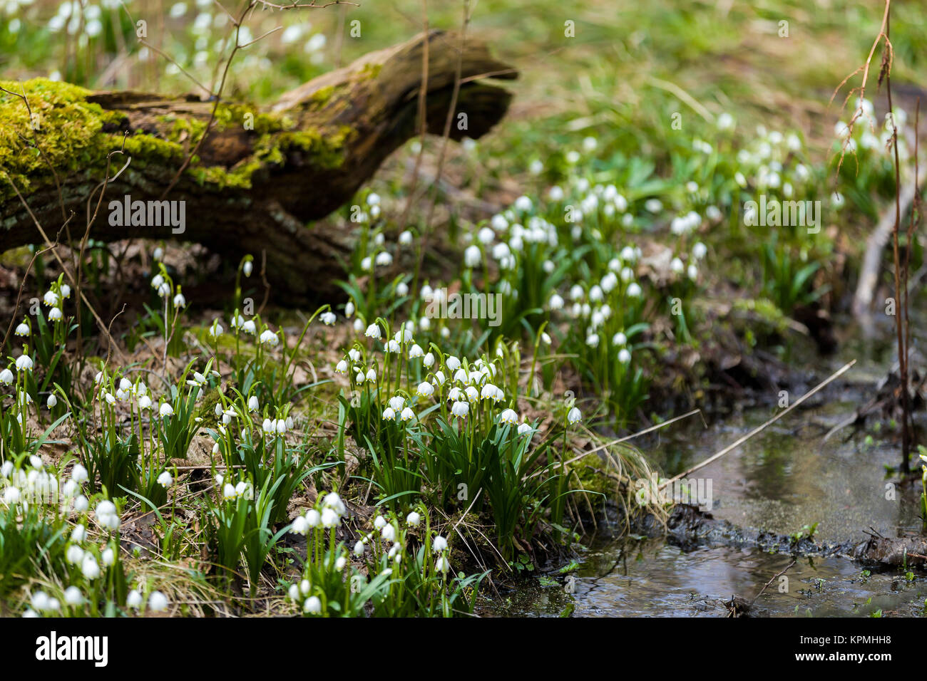 early spring snowflake flowers Stock Photo - Alamy