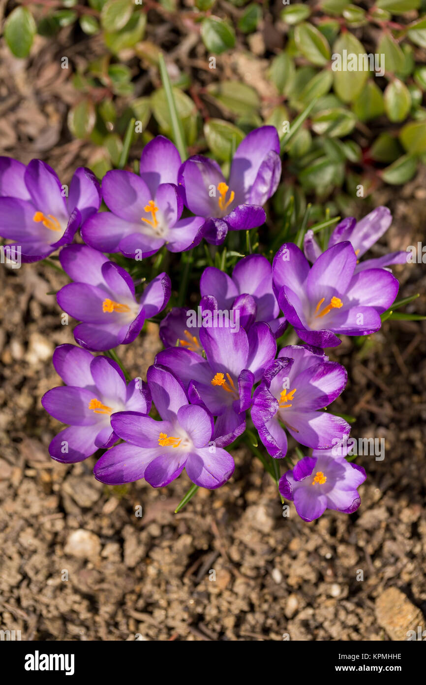 first spring flowers in garden crocus Stock Photo - Alamy