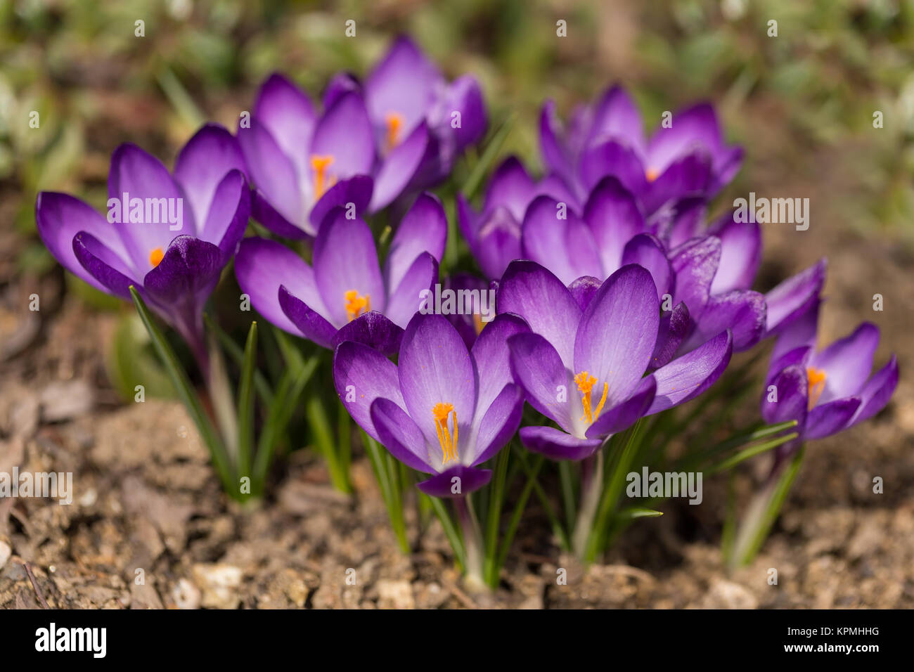 first spring flowers in garden crocus Stock Photo - Alamy
