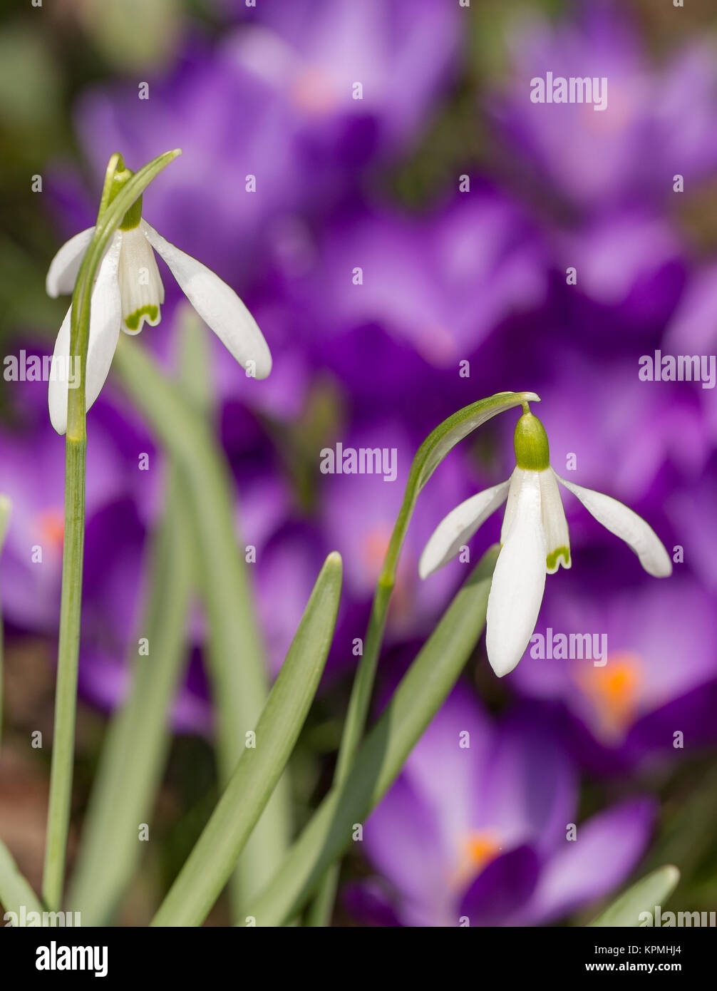 Snowdrop bloom in springtime Stock Photo - Alamy