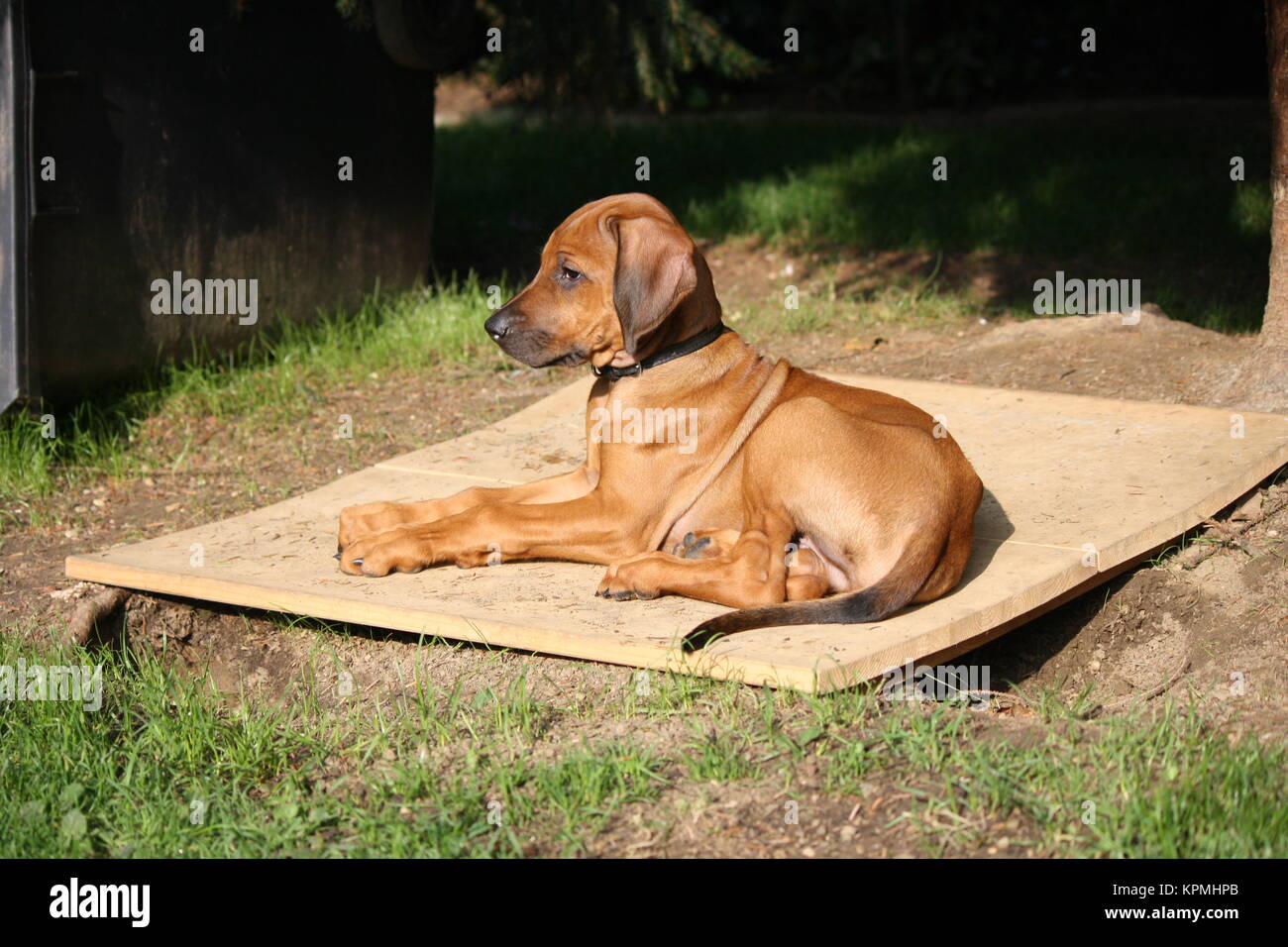 Rhodesian Ridgeback male sunbathing Stock Photo - Alamy