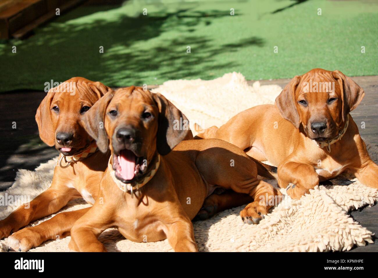 Rhodesian ridgeback african lion hi-res stock photography and images ...