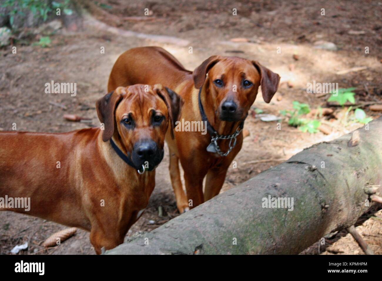 Rhodesian Ridgeback in the Forest Stock Photo - Alamy