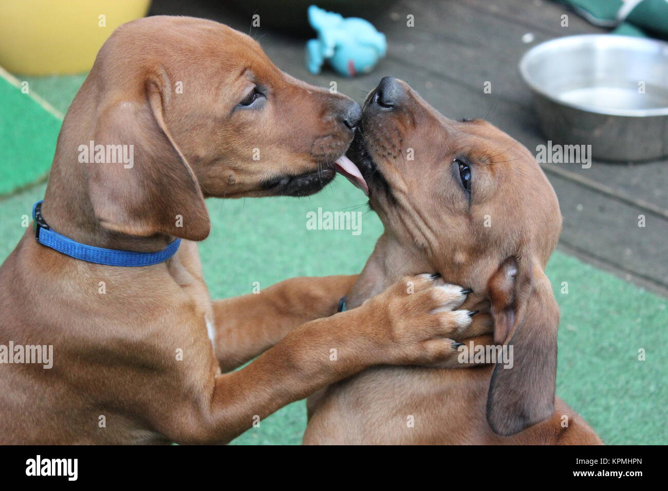 Rhodesian ridgeback pictures hi-res stock photography and images - Alamy
