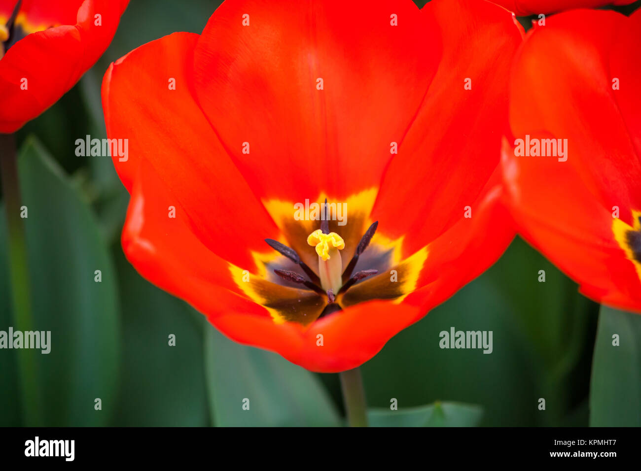 Red Tulips Macro Springtime Background Stock Photo - Alamy