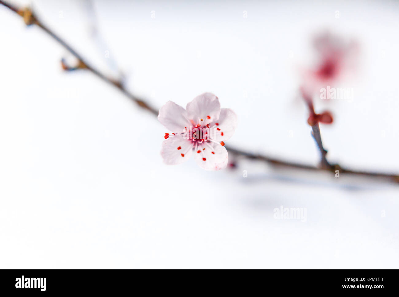 Spring Awakening Symbol Bloom isolated white background Stock Photo - Alamy