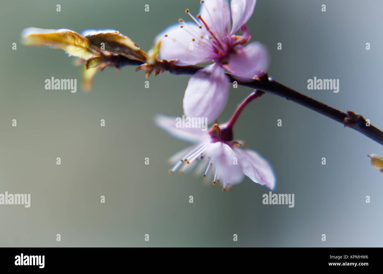 Spring Awakening Symbol Bloom isolated green background Stock Photo - Alamy