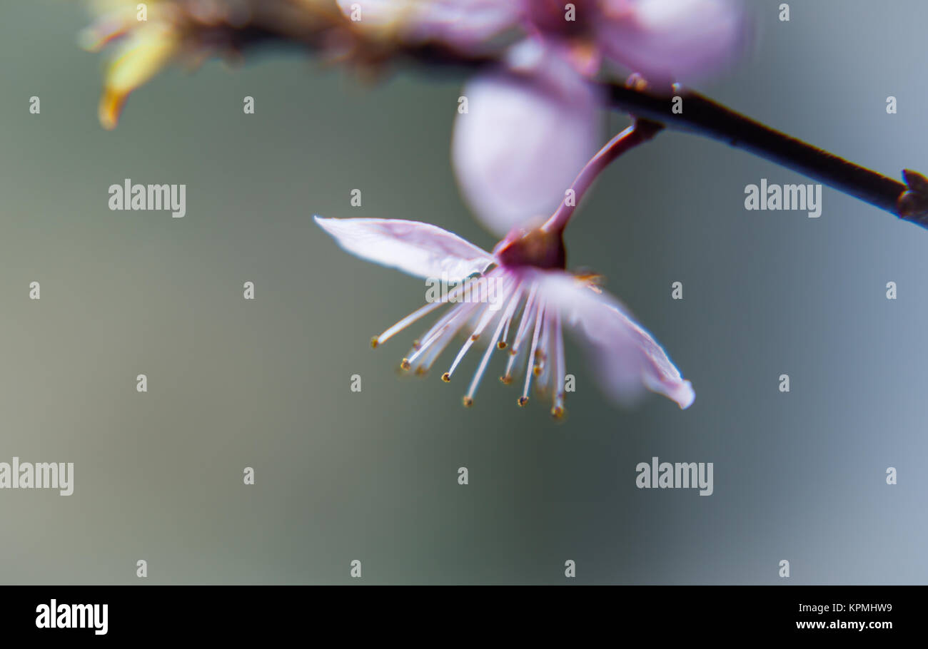 Spring Awakening Symbol Bloom isolated green background Stock Photo - Alamy